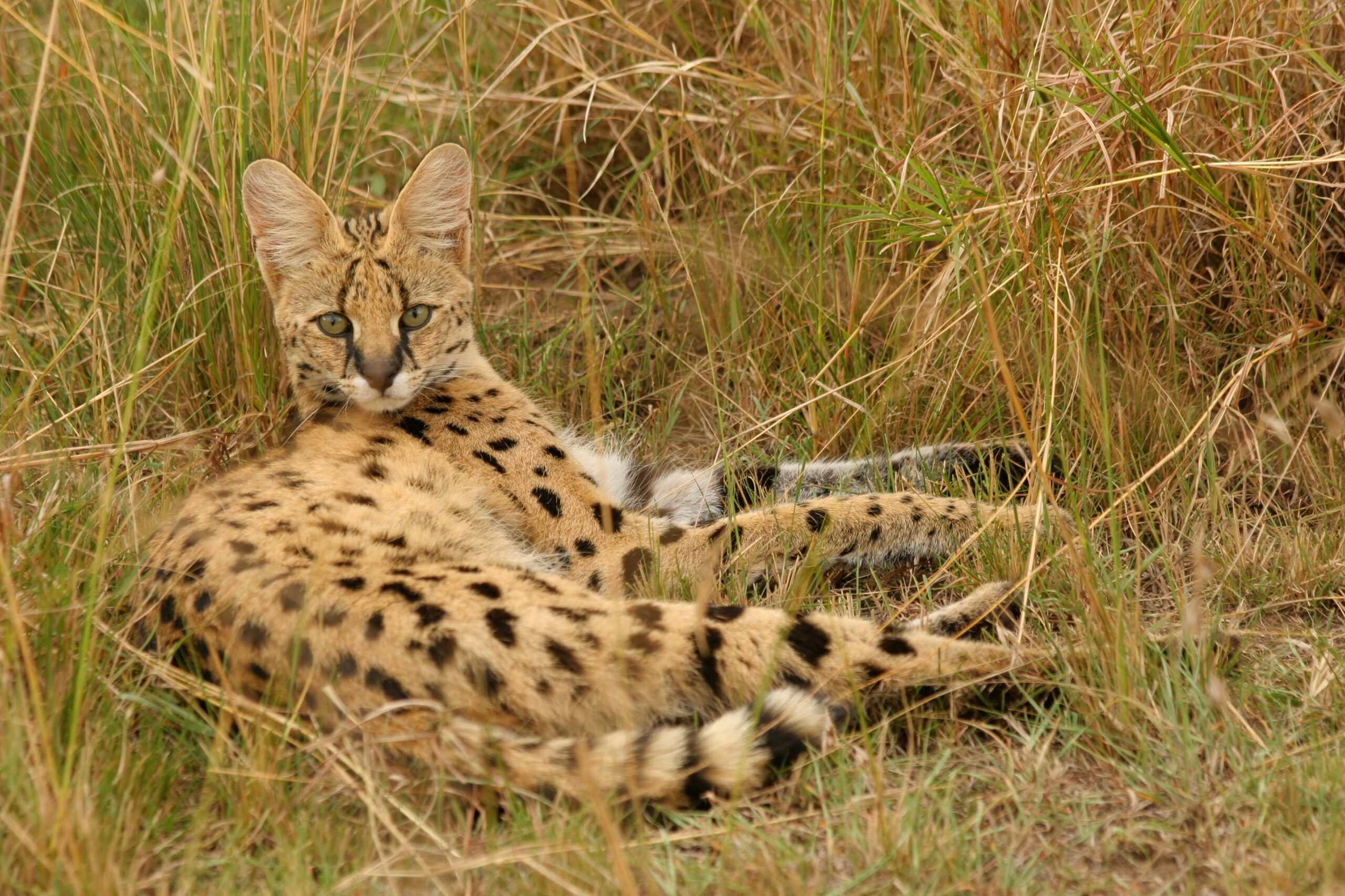 Gallery & Videos | Native Visions Safaris